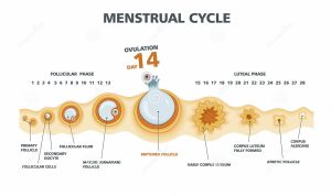 10 Ovulation Symptoms: What They Are & What They Mean