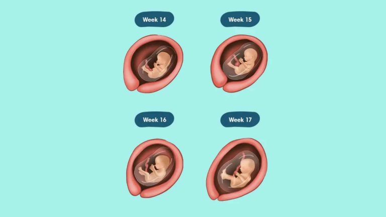4 Month Pregnancy - What to Expect