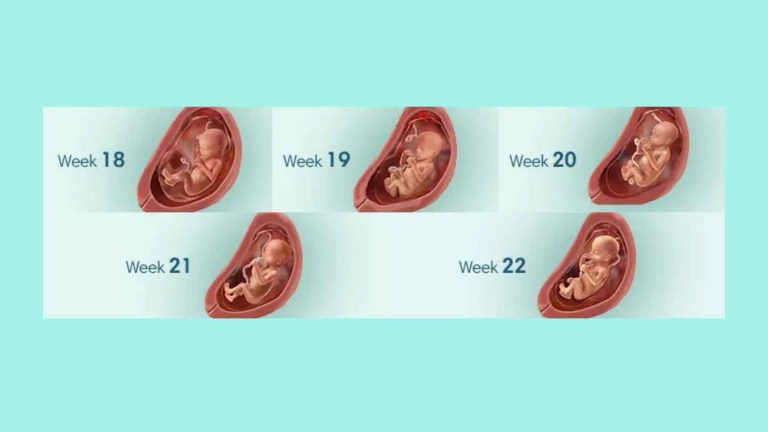 What Happened in 5 Month Pregnancy - Expert Guide